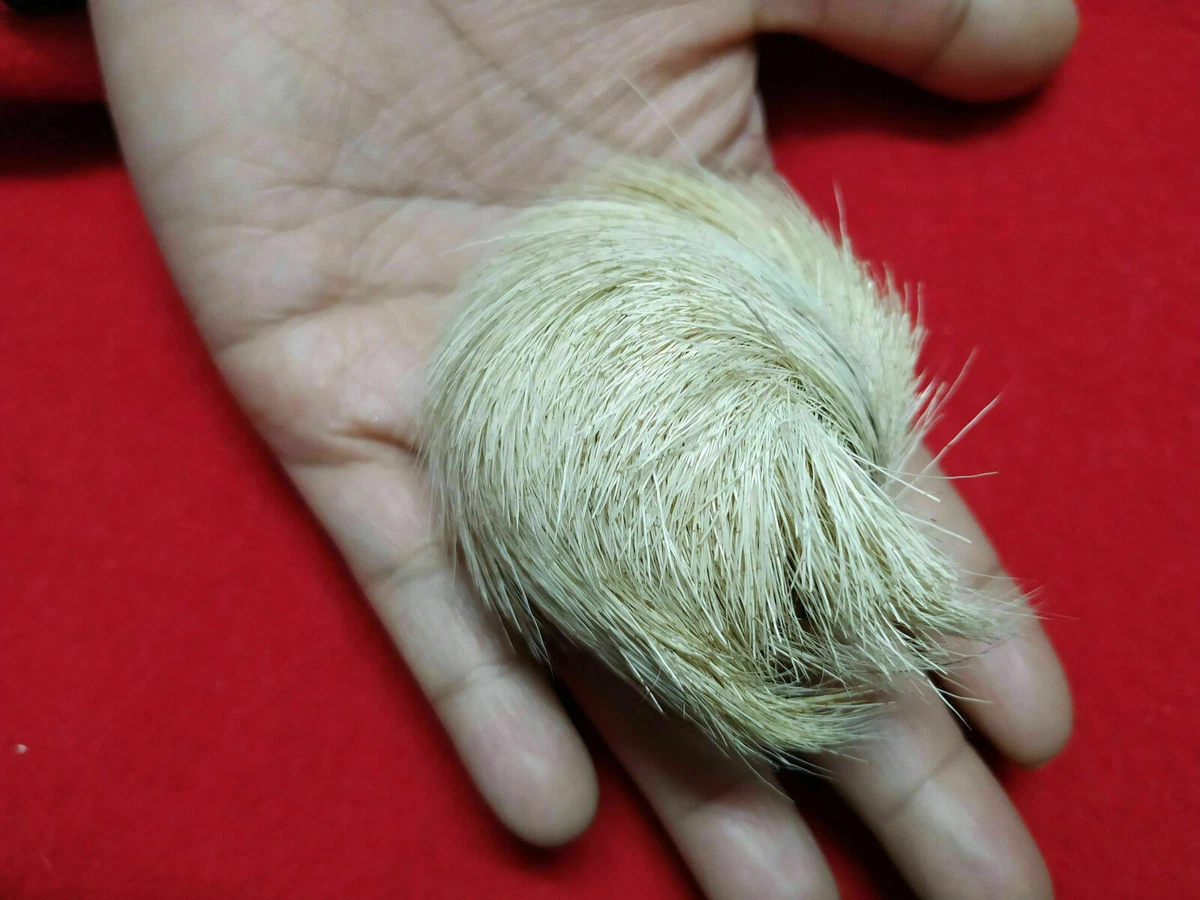 Siyar Singhi Flower Test | Best Flower Site