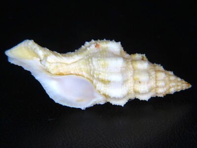 LATIRUS DEYNZERORUM: GOT THIS 9YRS BEFORE IT WAS DESCRIBED @ 50.87MM ...