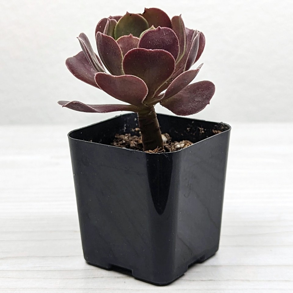 Succulent - Aeonium Arboreum Silk Pinwheel - Live Plant In 2" Pot | eBay