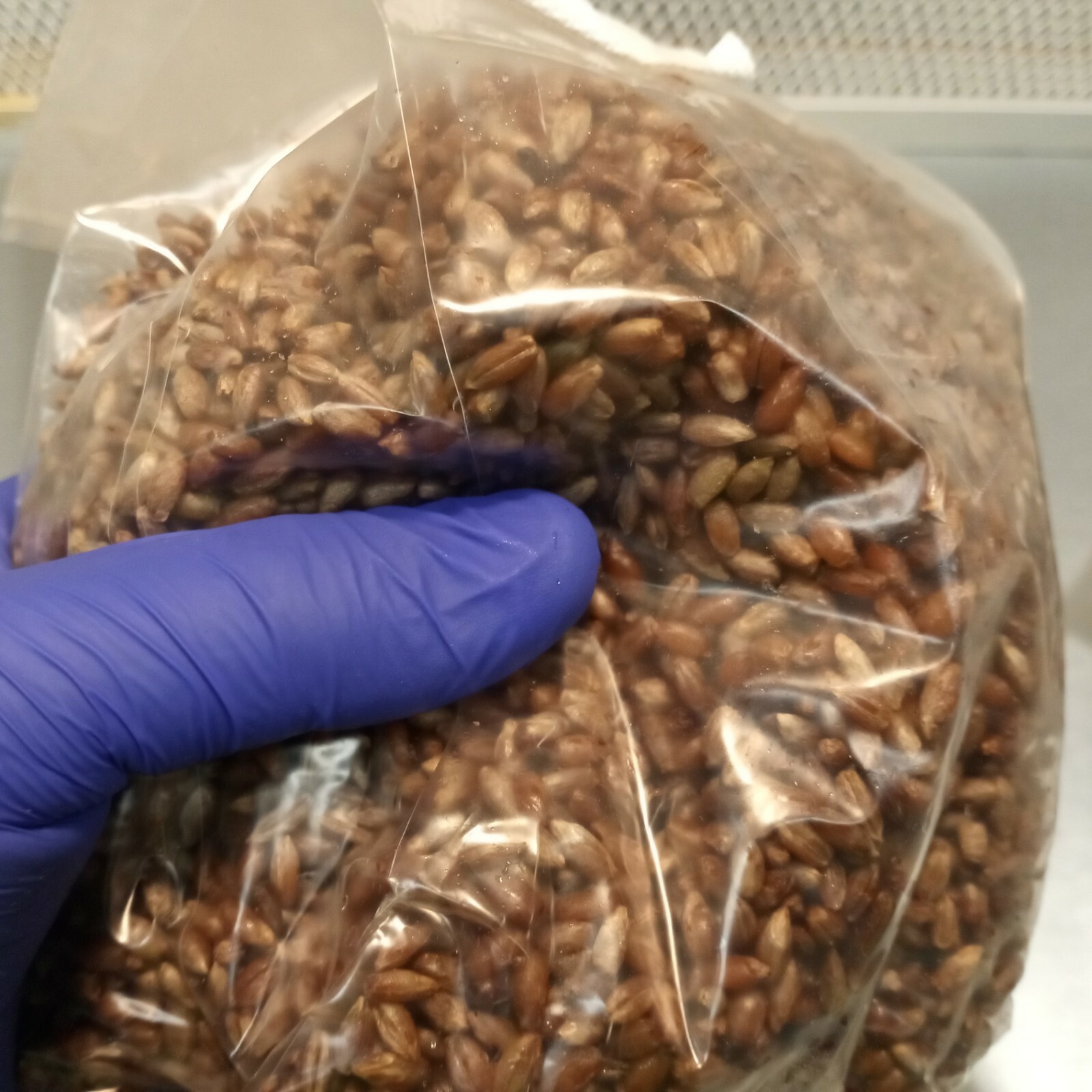 12 x 1 lb. Sterilized Rye Berries Mushroom Substrate Bags for Grain ...