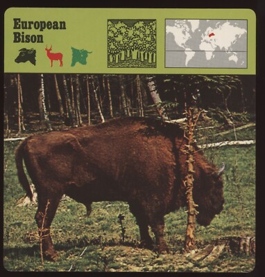 European Bison Safari Cards Rencontre Mammals | eBay