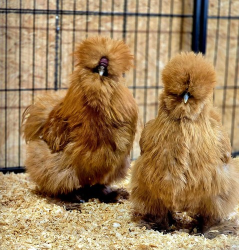 6 High Quality Buff Silkie Hatching Eggs, Regular, silkie and satin ...