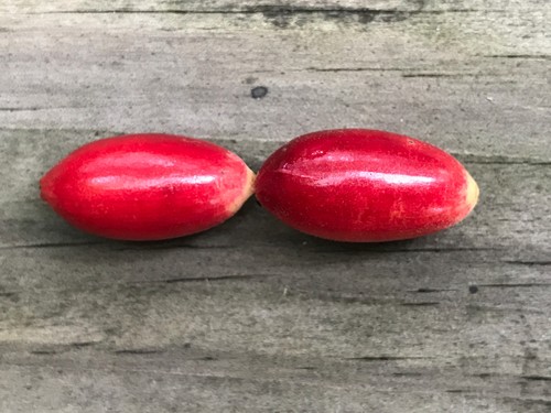 Miracle Fruit Synsepalum dulcificum Miracle Berry Fruit Seedling PLANT ...
