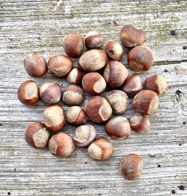 25 American Wild Hazelnut Tree Nut Seeds 2024 ORGANIC Non-GMO USA ...