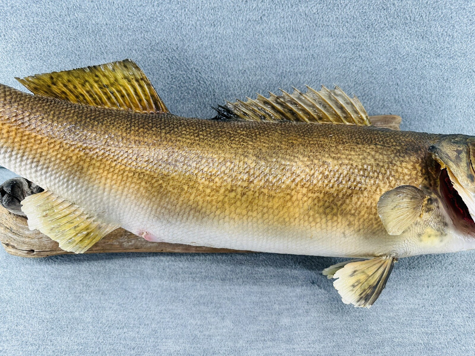 REAL SKIN Mount Walleye Pike Northern Musky Bass Sauger Fish Taxidermy ...