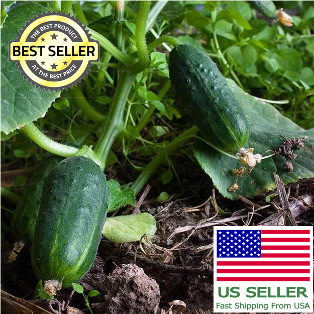 Spacemaster 80 Cucumber Seeds | Fresh Garden Seeds | NON-GMO | Extra ...