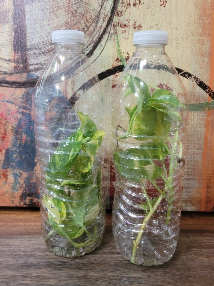 GOLDEN PATHOS INDOOR/OUTDOOR LIVE PLANT 6 rooted cuttings 3"-6" long🌿 ...