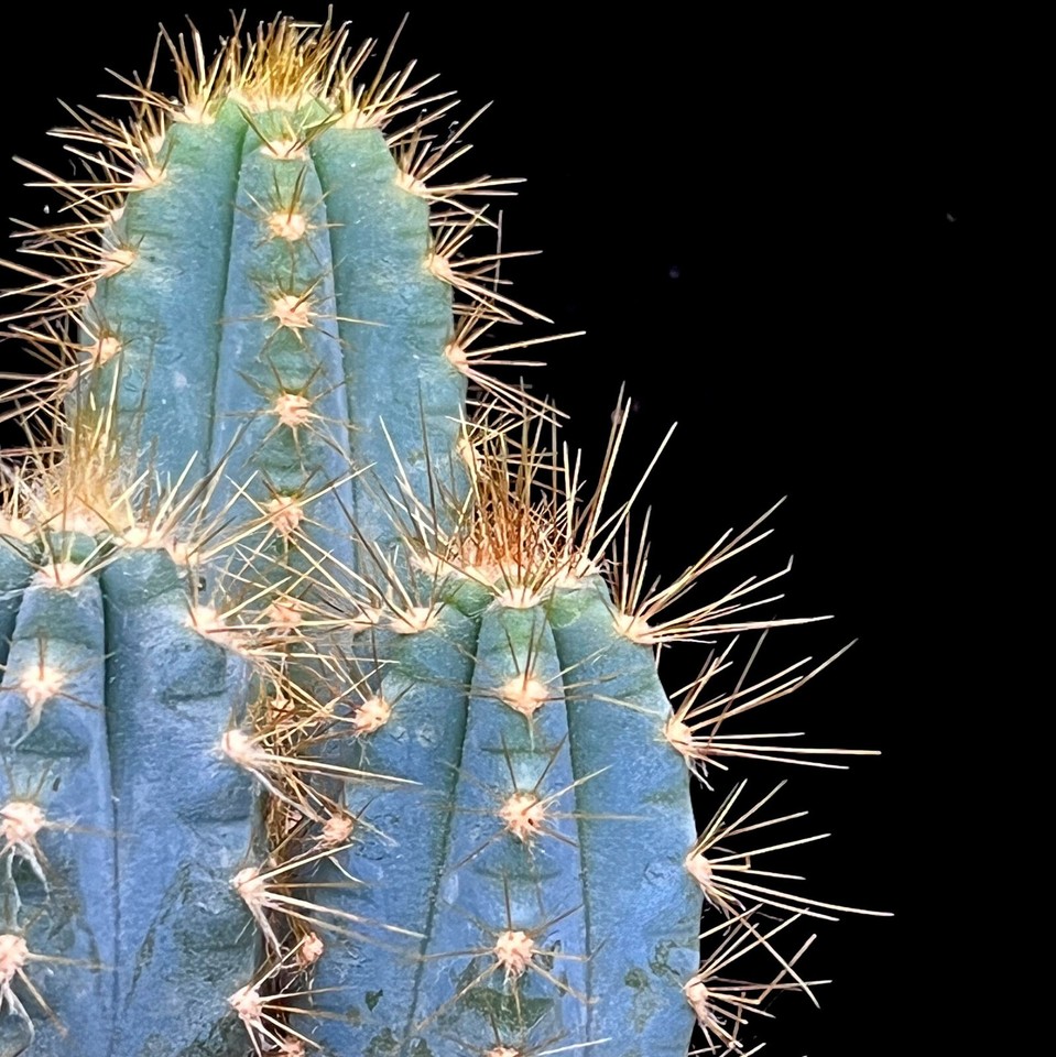 Blue Cactus Plant | Blue Torch Cactus Plant | Pilosocereus Azureus in ...