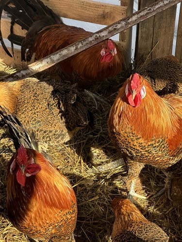 Golden Deathlayer Hatching Eggs (10++) Purebred Beautiful And Sweet ...