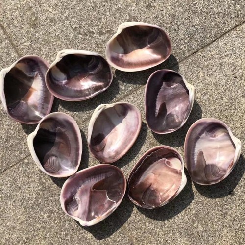 1PC Natural Purple Large Scallop Shell Seashells for Aquarium Fish Tank ...
