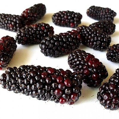 Elongated Blackberries -10 fresh cuttings for rooting | eBay