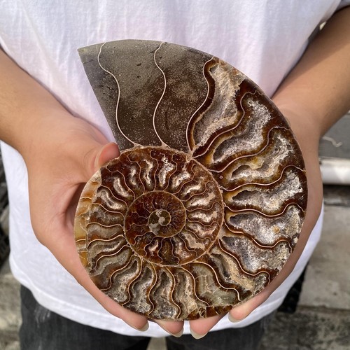 370g Unique Natural Ammonite Disc Fossil Conch Specimen Reiki Healing ...