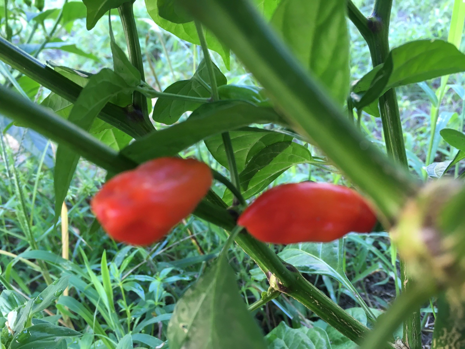 20 BIRGIT'S LOCOTO CHILI PEPPER SEED - ULTRA RARE 2024 - GREAT FLAVOR ...
