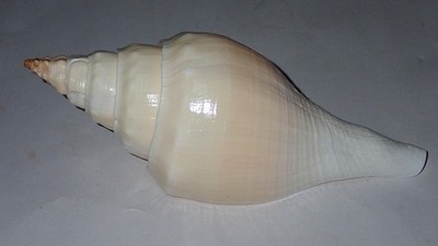 200 mm HUGE Turbinella Fusus Andaman Chank Seashell #AK2 From Siberut ...