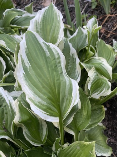 Nursery Capital Raised Variegated Hosta Bare Roots 6 Roots | eBay