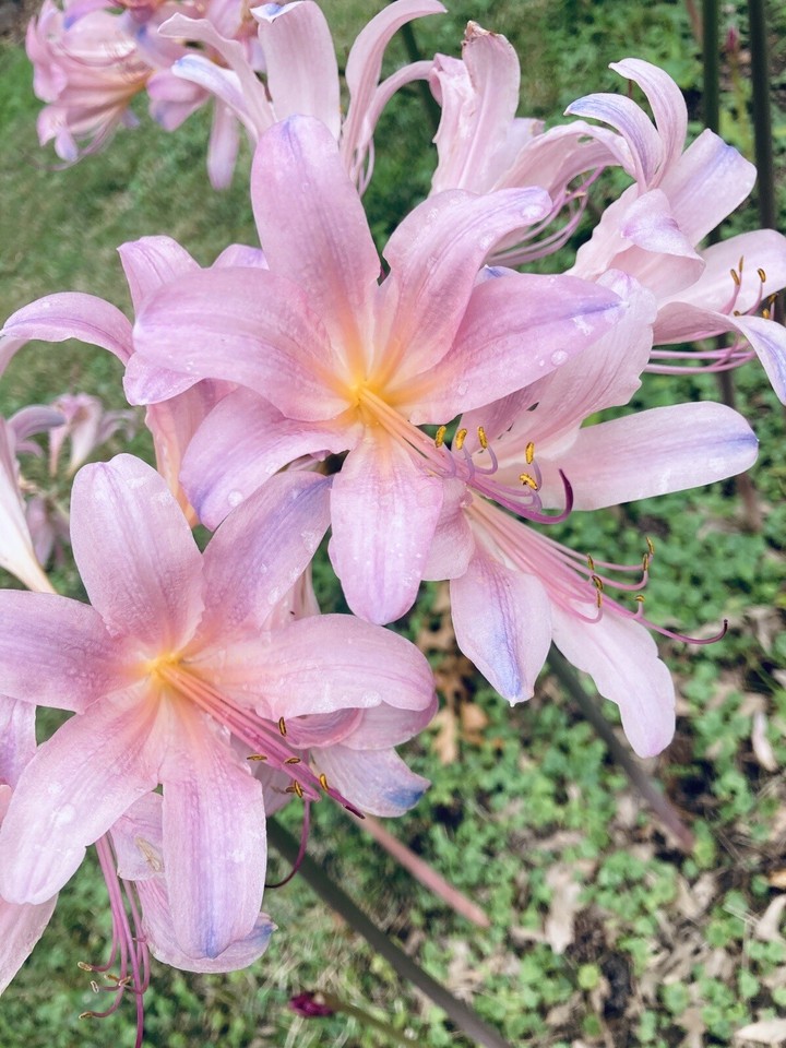 5 Bulbs Lycoris Squamigera Resurrection Lily Surprise Lily Naked Ladies ...