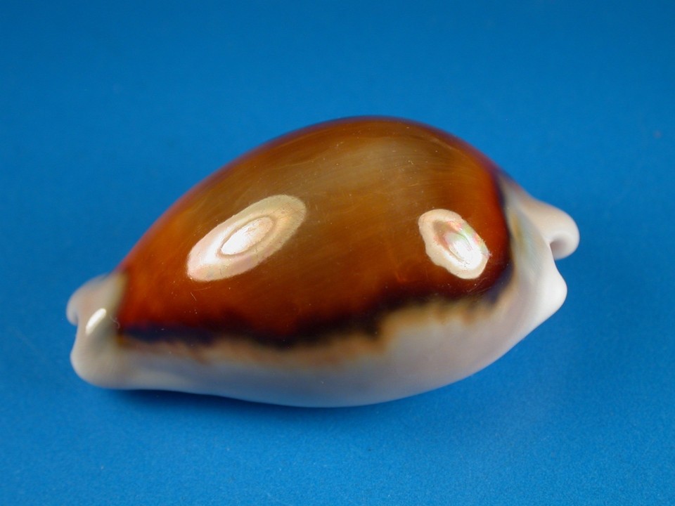 Cypraea spadicea, Dark Purple Sides, Great Pattern, 49.9mm, California ...