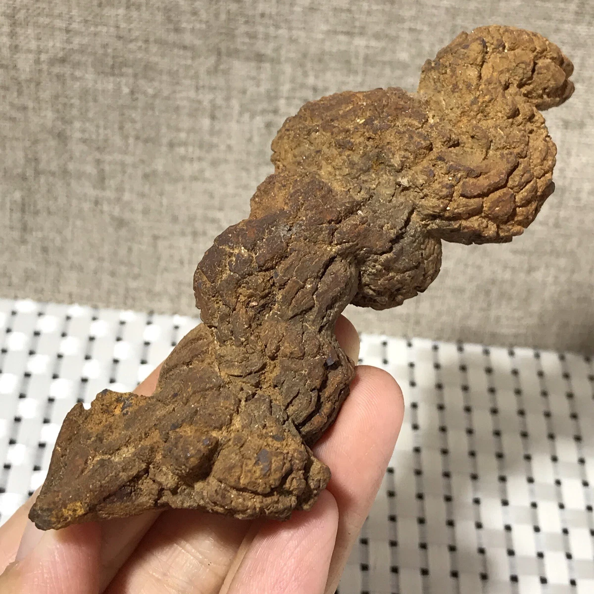 Fossilized Dinosaur Dung