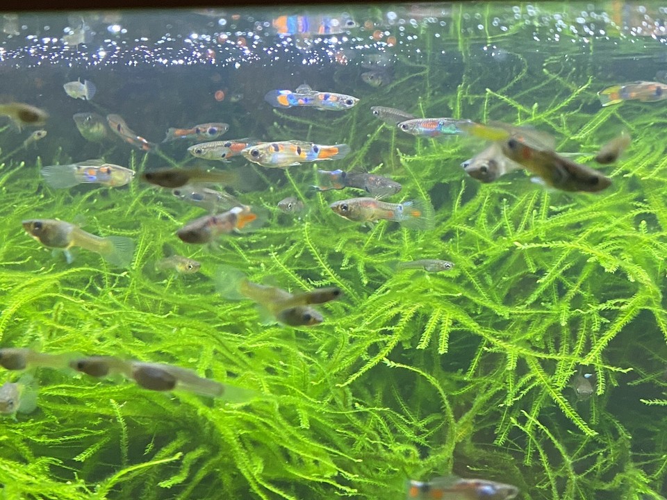 Live Purebred Endler Guppies 12 Pack- 5 F, 7M Plus Free Java Moss And ...