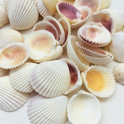 White Cockles Sea Shells, 8 OZ Apprx. 1-1/2 Inch ~ 1-3/4 Inch | eBay