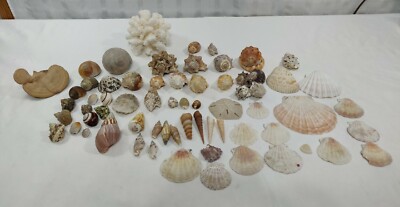Mixed Seashells Sea Shells CoralCrafts Decorating Collectible Read ...