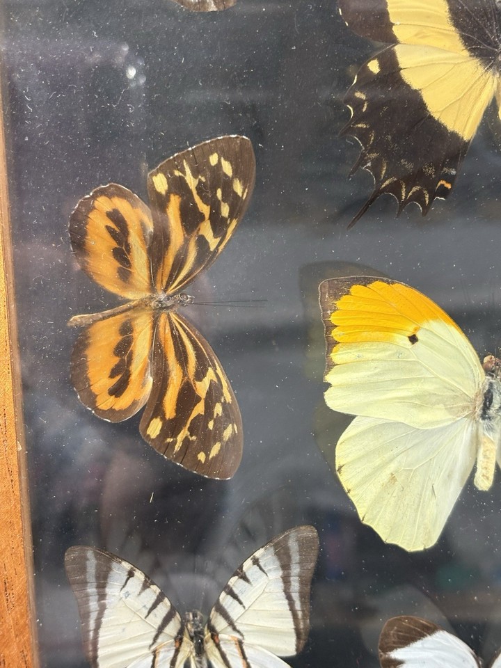 10 Real Butterfly Moth Display Taxidermy Double Glass 3D Shadow Box ...