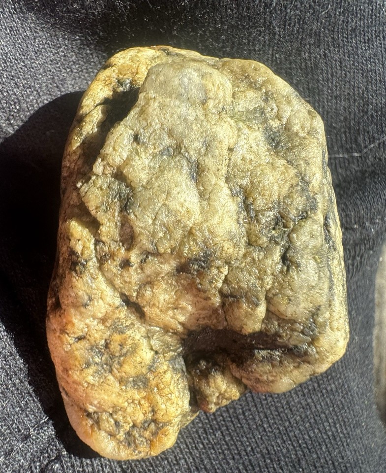 Fish Fossil, Rare. Full Bodied, Teeth, Blakeley Formation , Oligocene ...