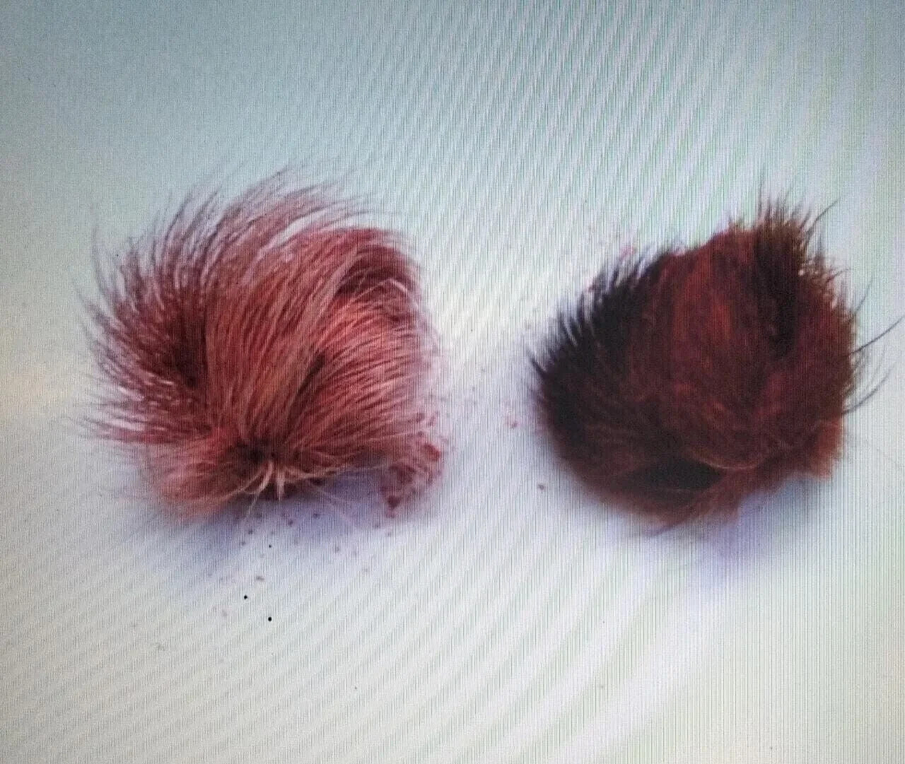 Ritual Wicca Païen : Mâle Femelle Jackal Corne Et 2 Siyar Singhi Noir ...