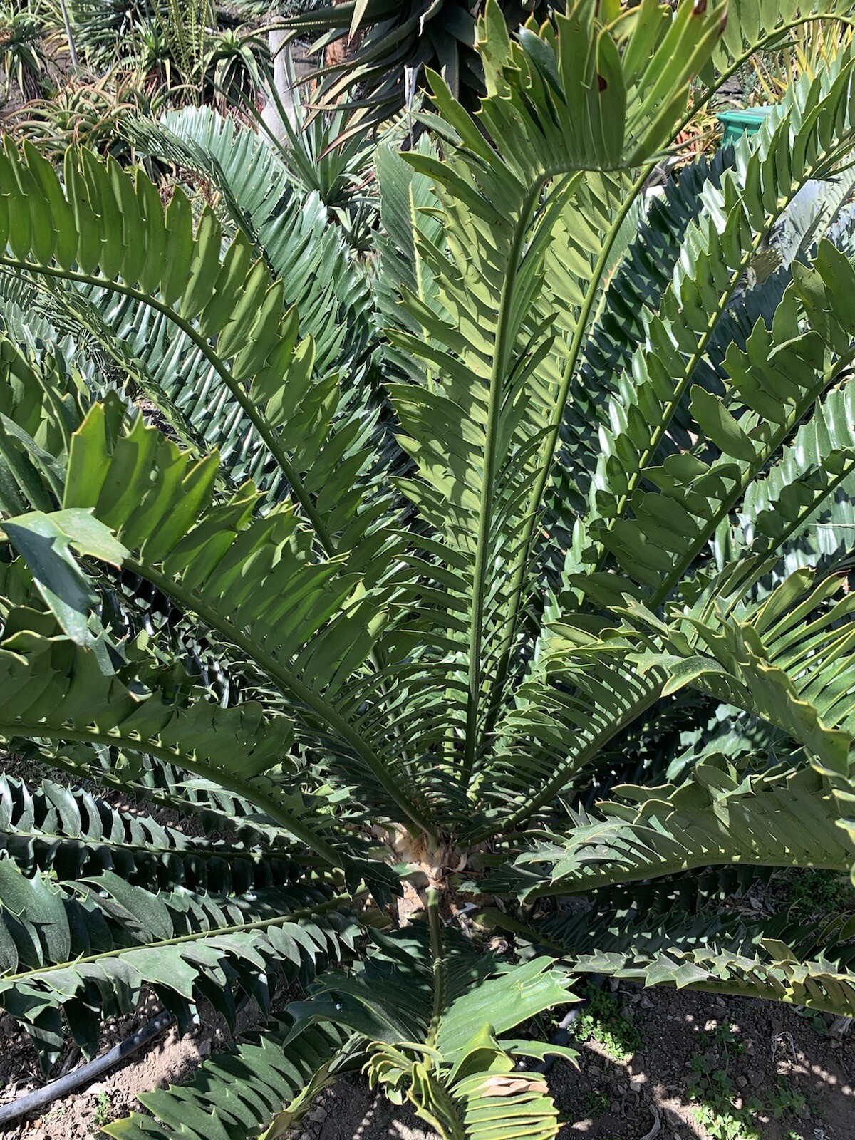 Encephalartos Horridus/Woodii X Arenarius/Woodii HYBRID CYCAD Bride ...