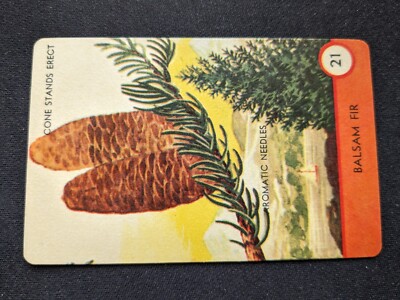 1962 Ed-U-Cards Tree Spotter Game Card # 21 Balsam Fir (NM) | eBay