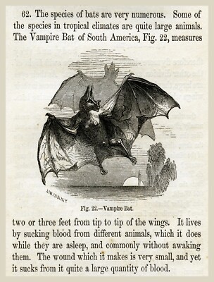 11256.Decor Poster.Room Interior design vintage wall.Vampire Bat ...