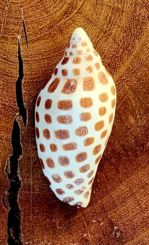 TWO RARE Scaphella JUNONIA Juno Volute shells, each 3.25"/8.26mm from ...