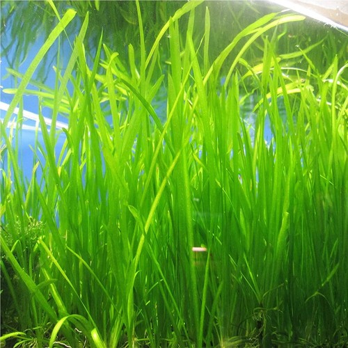 Italian Vallisneria (Vallisneria Spiralis) 5pcs Tank Grown Easy Live ...