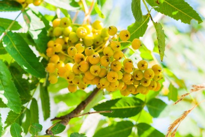 Rowan 'Joseph Rock' / Sorbus 'Joseph Rock' 4-5ft Tall In 2L Pot ...
