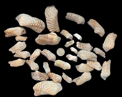 F1202~ Lot of Turkey Wing Clam Shells Seashell Wind Chime Crafts ...