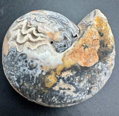 Large ammonite fossil – Halorites macer – Timor, Indonesia – Triassic ...