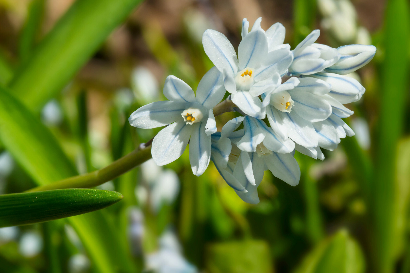 PUSCHKINIA LIBANOTICA BULBS Russian Snowdrop Spring Flowering Garden ...
