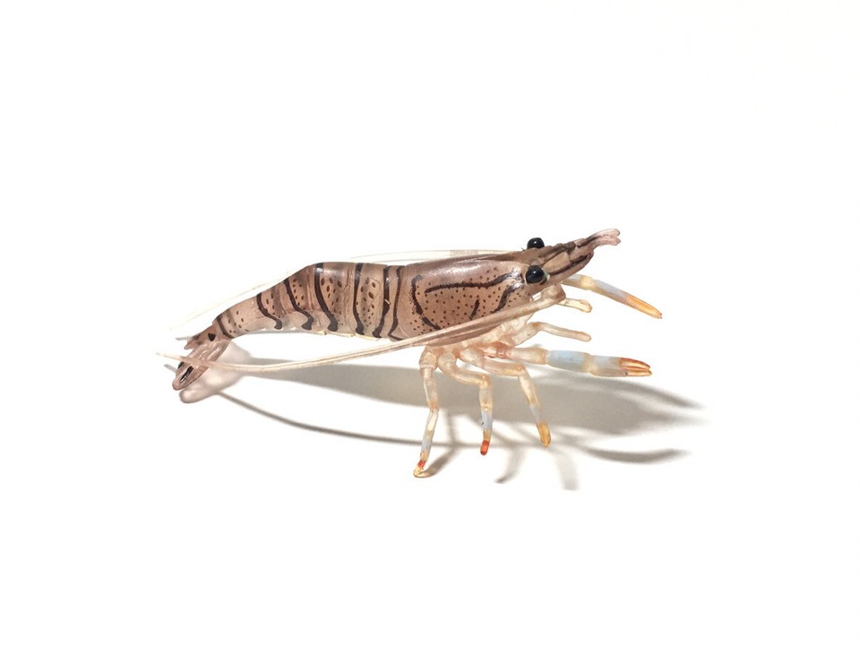 Yujin Japan Exclusive River Shrimp Figure | eBay