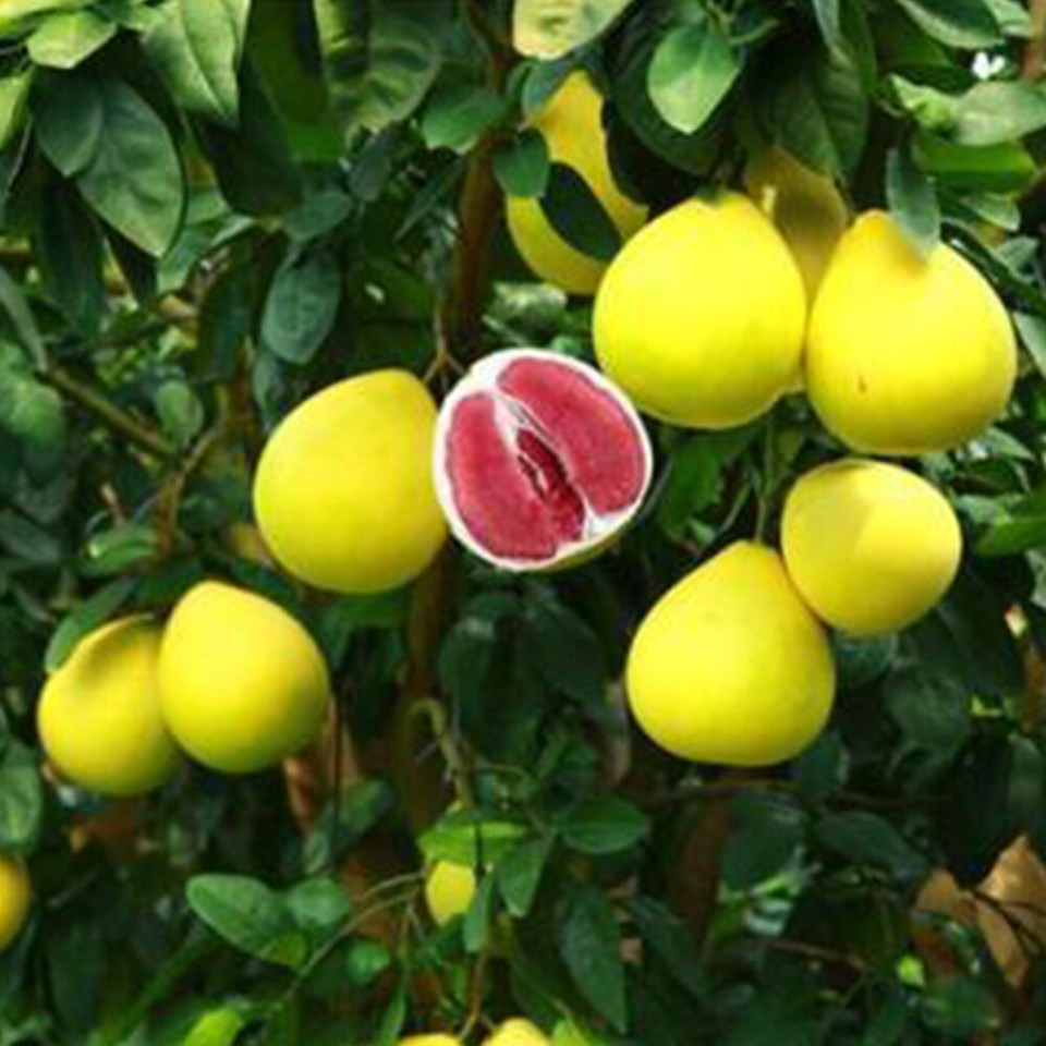 20pc Red Pomelo Seeds Giant Grapefruit Seed Citrus maxima Organic Fruit ...