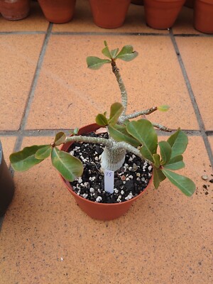 Adenium Obesum | eBay