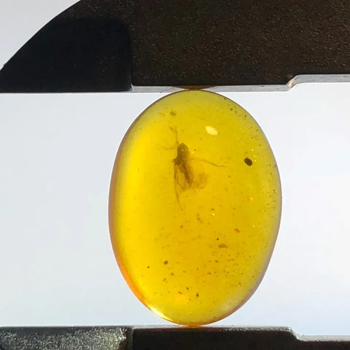 Amber Fossil Rare Burmese Insect-Included Amber with Complete Insect ...
