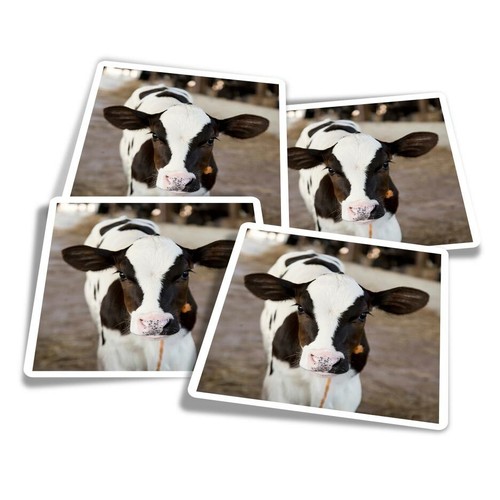 4x Square Stickers 10 cm - Baby Calf Cow Farm Animal #12924 | eBay