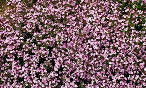 Soapwort Flower Seeds, Pink, Saponaria ocymoides, Ground Cover, | eBay