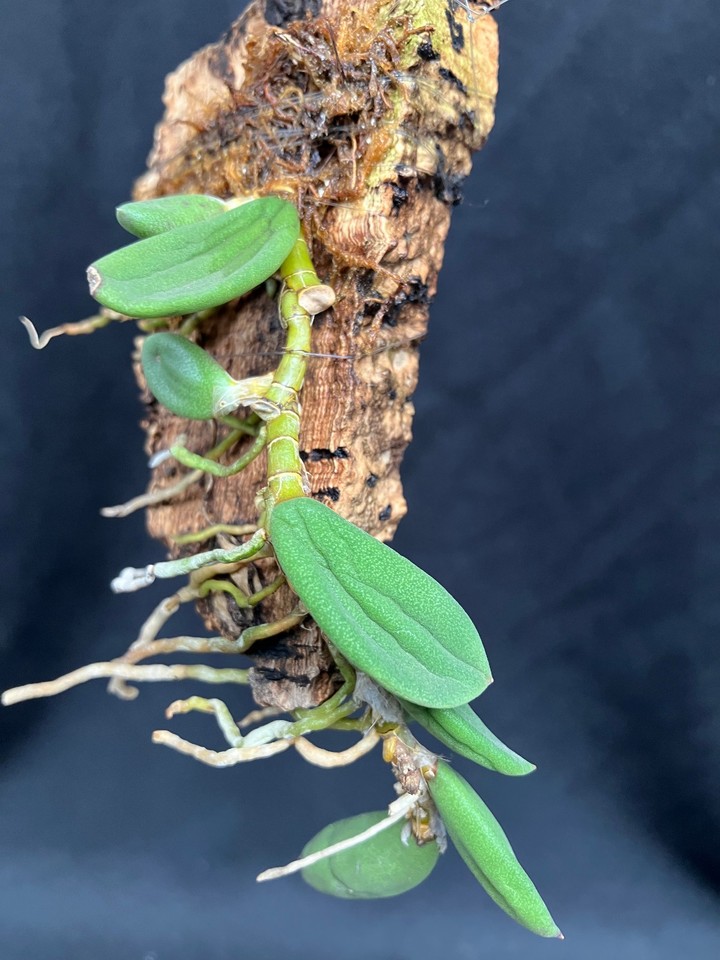 Orchid - Dendrobium linguiforme species | eBay Australia