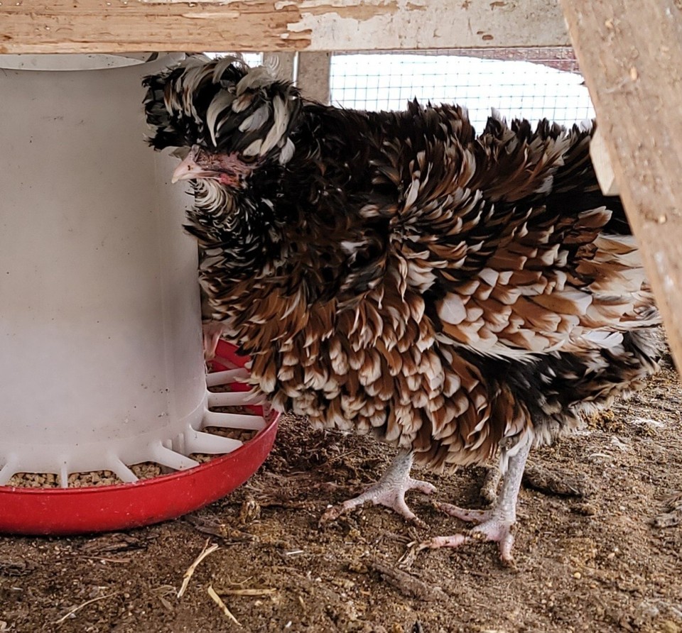 Presale-Tolbunt Polish Hatching Eggs-7+ Eggs-50 % Chance of Frizzle-April/May | eBay