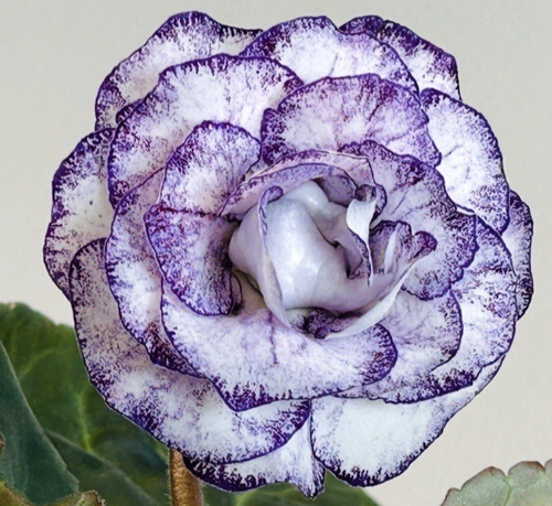 Gloxinia EN- Rose of Narnia. African Violet Kin. Starter plant. | eBay