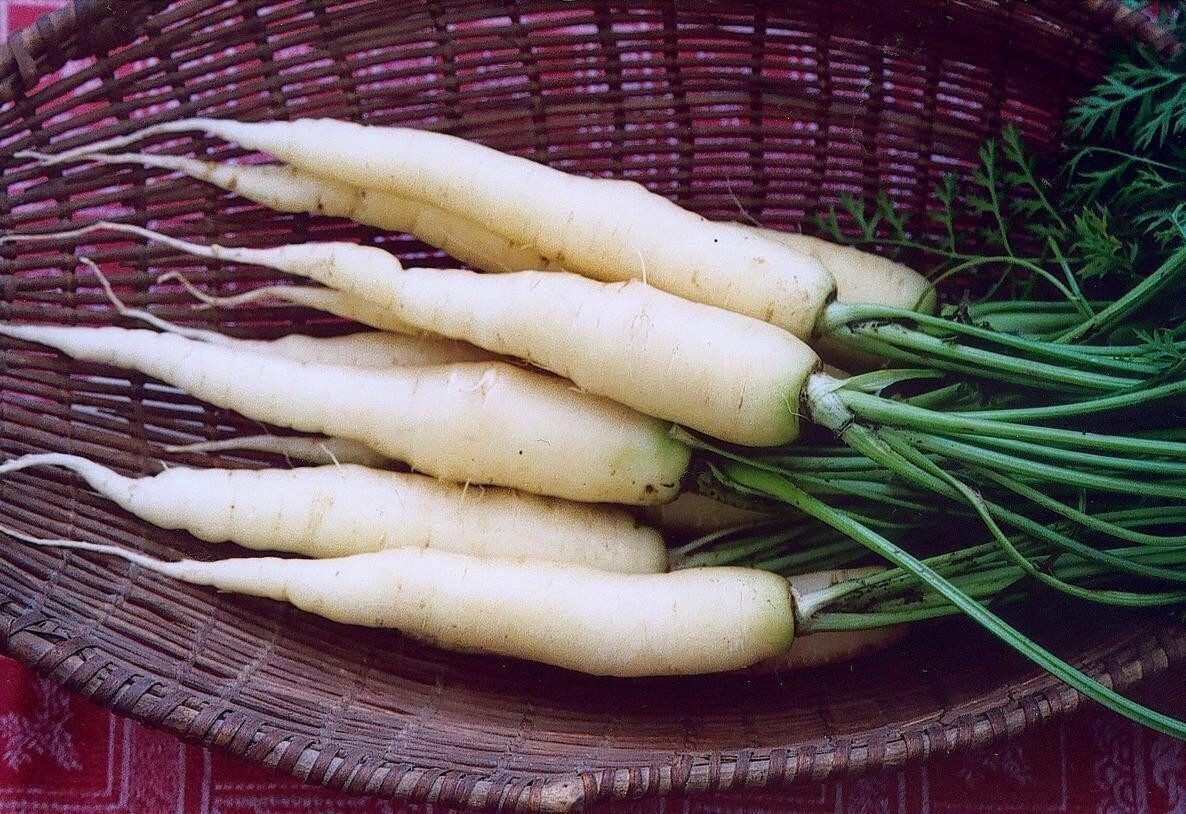 Carrot LUNAR WHITE 100 Seeds HEIRLOOM vegetable garden spring autumn ...