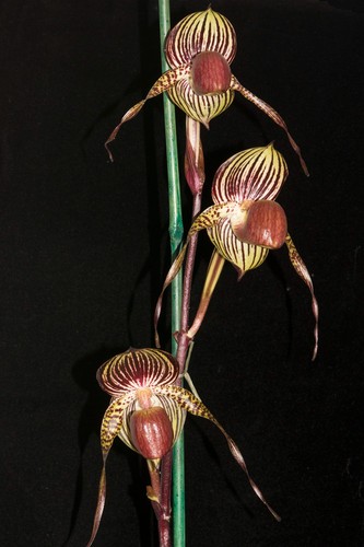 Paphiopedilum Duke of Burgundy (Lady Isabel x Johanna Burkhardt) #1 | eBay
