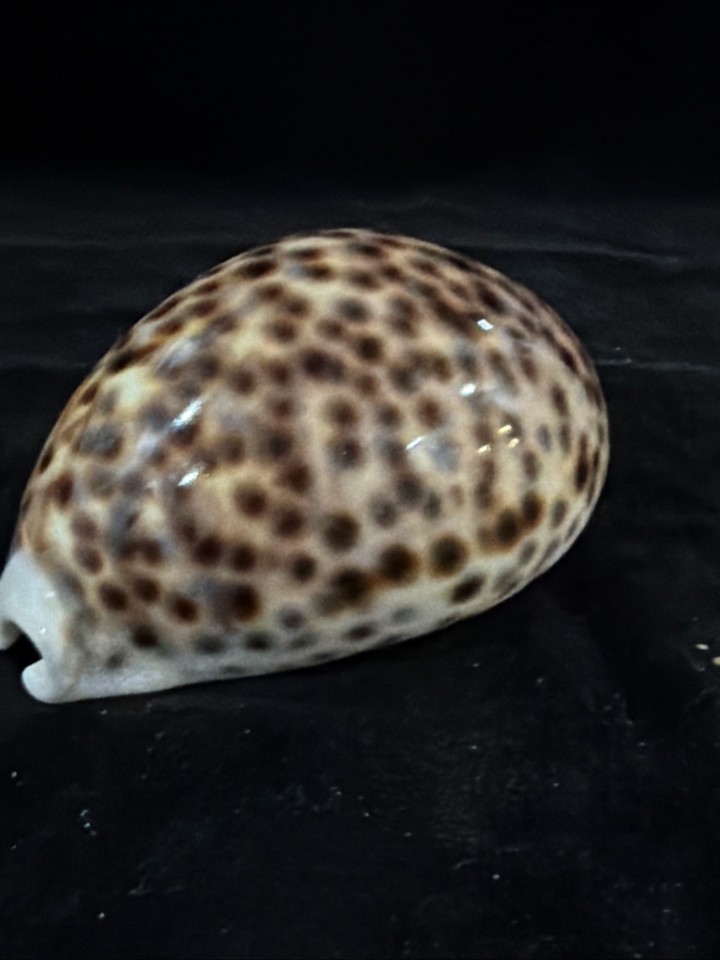 Cypraea Tigris 89.6mm No Collection Data (E090) | eBay