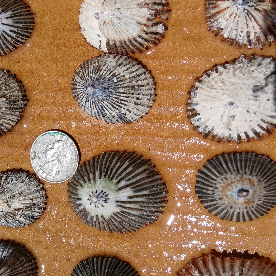 Hawaiian Opihi Limpet 42 Sea Shells | eBay